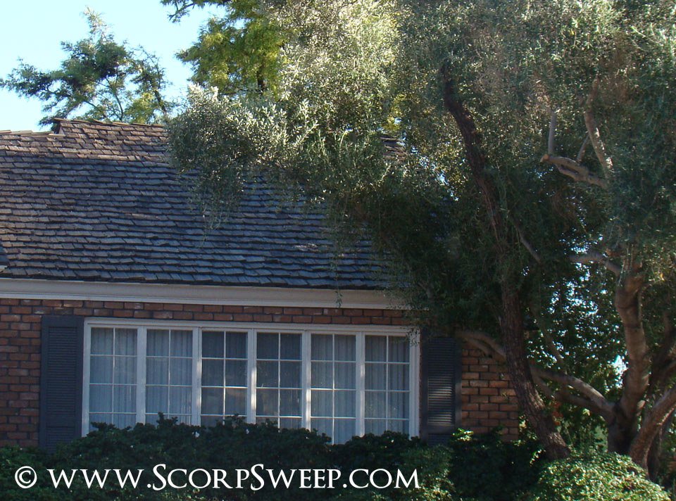 11 DIY Tips for Pest Control